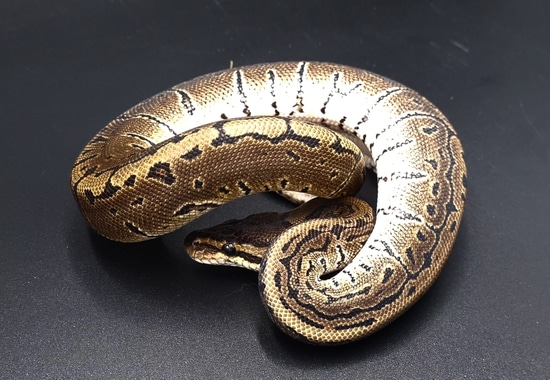 Pinstripe 50% Het Sahara Ball Python by McCarthy Supreme Reptiles