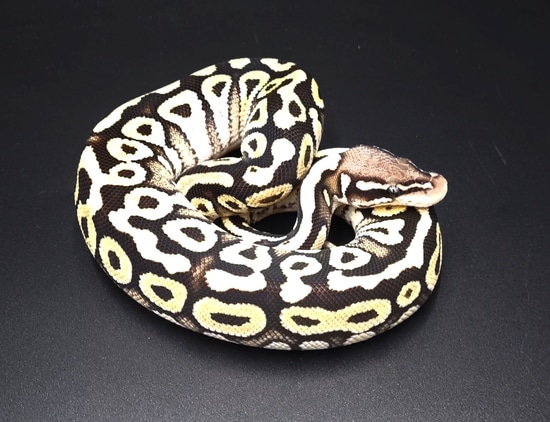 Pastel Mojave Spotnose Ball Python by McCarthy Supreme Reptiles