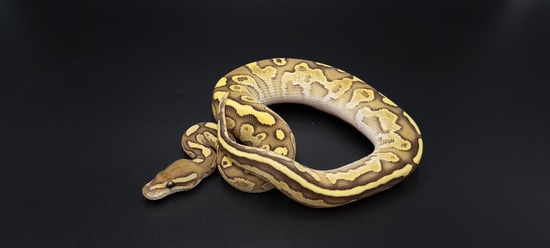 Fire Cinnamon Lesser Het Daddy Ball Python by McCarthy Supreme Reptiles