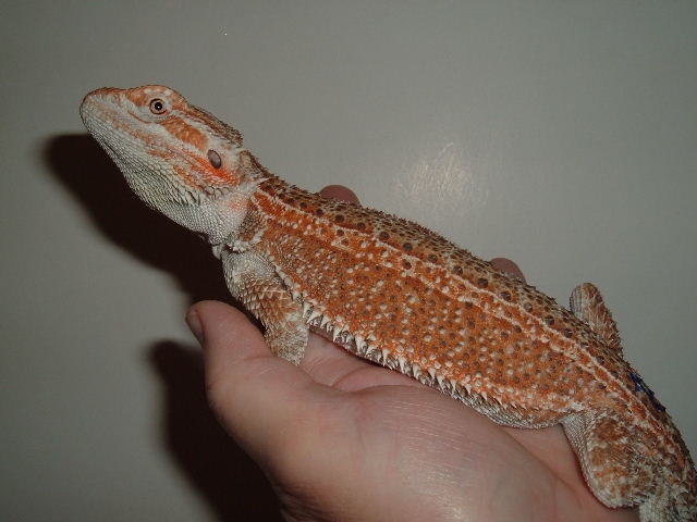 Gorgeous Red Genetic Stripe Male, 100% Het Hypo And Trans Central ...