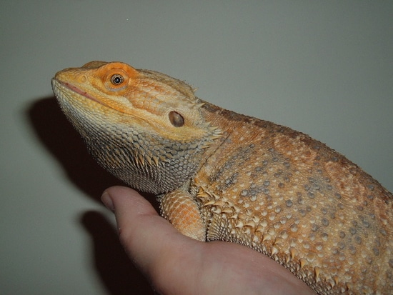 Adult Male,Het Trans, Hypo 295.00! Central Bearded Dragon by Rainbow ...