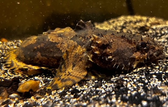 Freshwater Stone Fish Other Freshwater Fish by McCrackens pet supply
