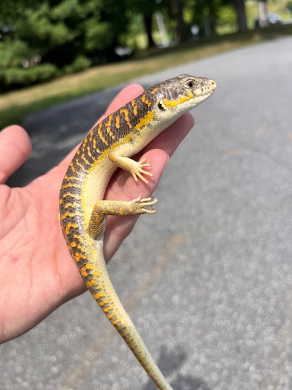Schneider’s Skink ( Hand Tame ) More Skink by McCrackens pet supply