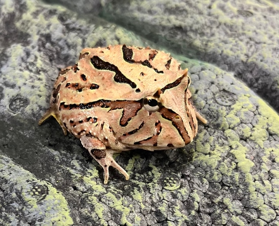 Fantasy Frog ( Pac-man/Suriname Horned Frog Hybrid ) Pacman Frog by ...
