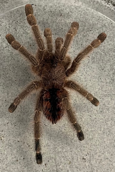 Avicularia Minatrix (Red Slate Pink Toe) Tarantula by McCrackens pet supply