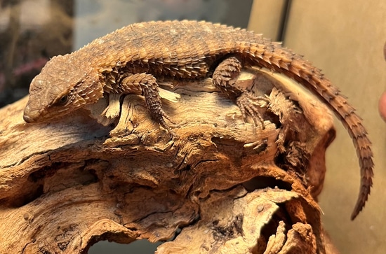 Armadillo Lizard Male Proven Breeder! More Lizard by McCrackens pet supply