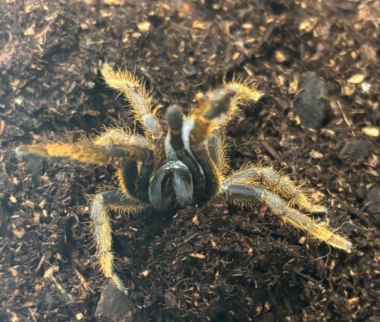 Ornithoctoninae Sp. Vietnam Silver Tarantula by McCrackens pet supply
