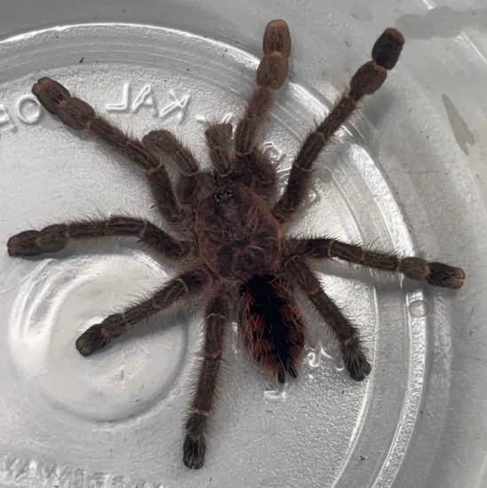 Avicularia Minatrix ( Red Slate Pink Toe) Tarantula by McCrackens pet ...