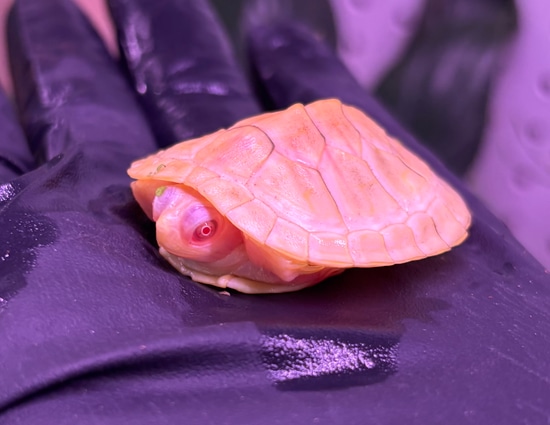 Albino Red Eared Sliders Slider Turtle by McCrackens pet supply