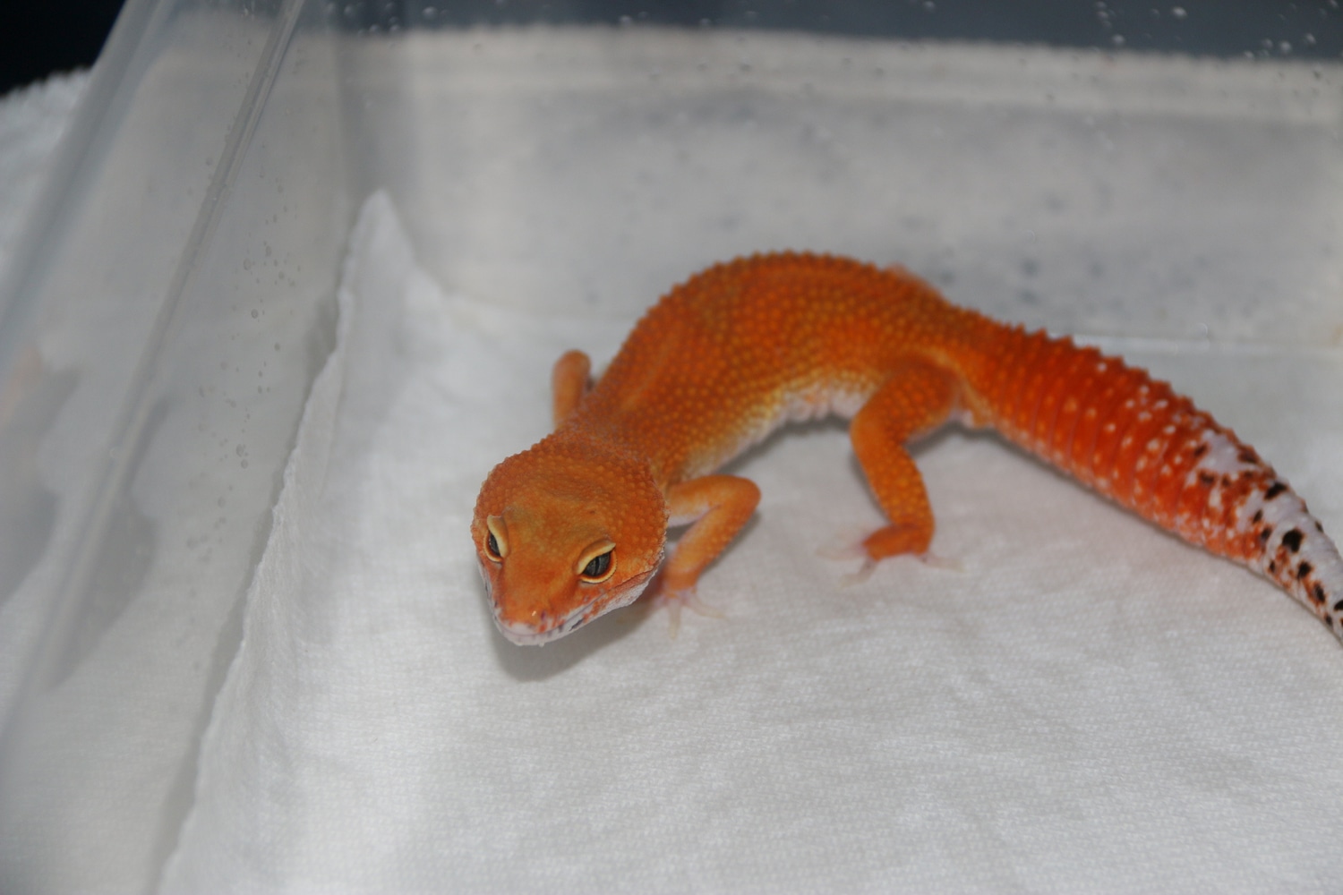 Mandarin Tangerine Rainwater Het Eclipse X Tango Mandarin Leopard Gecko ...