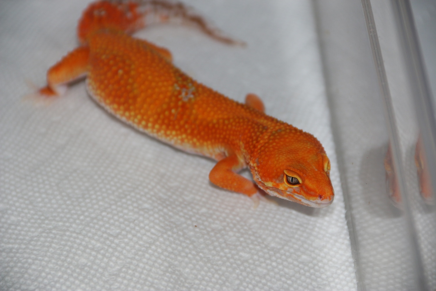 Firewater Leopard Gecko by C&A Gecko's - MorphMarket