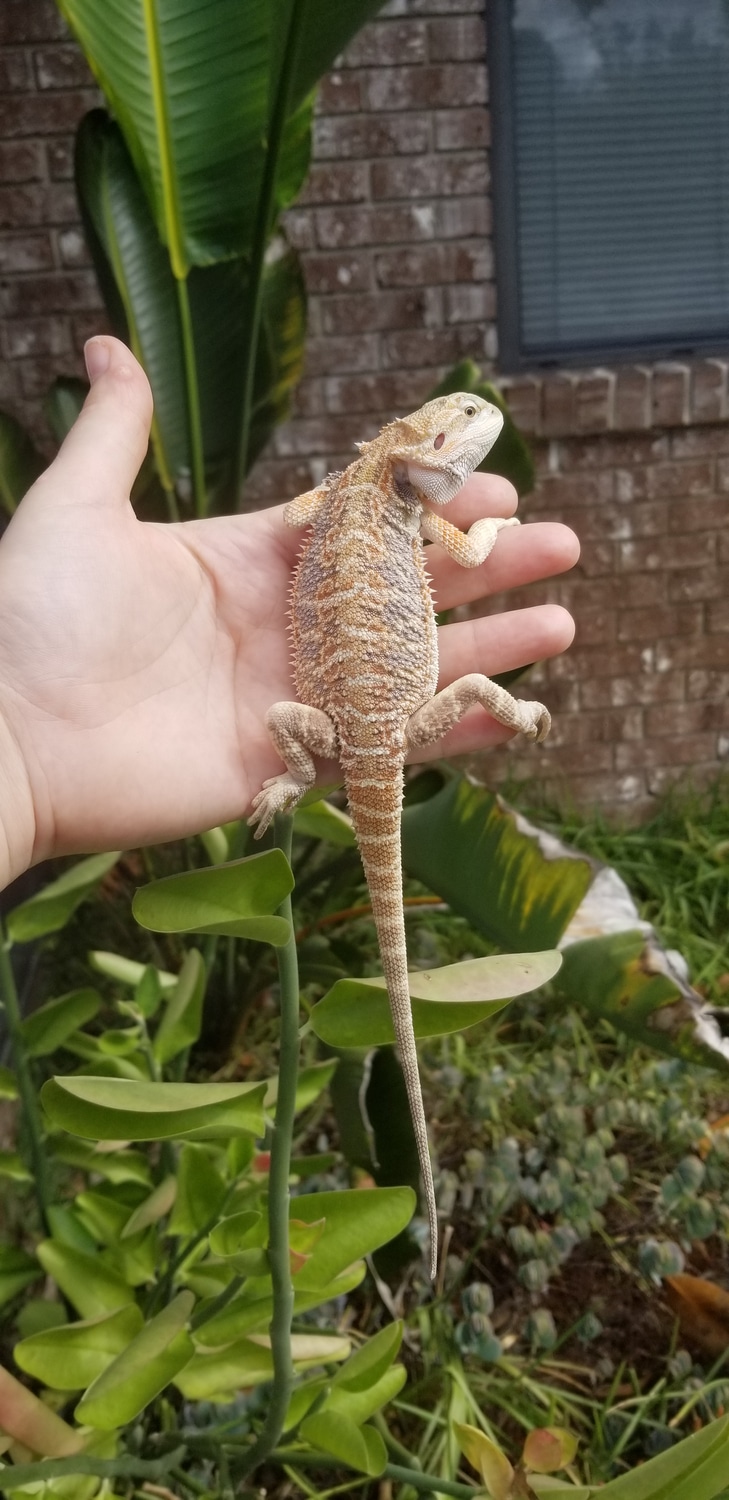 Normal Male 100% Het Zero 100% Het Hypo 100% Het Translucent 50% Het Witblits Central Bearded ...
