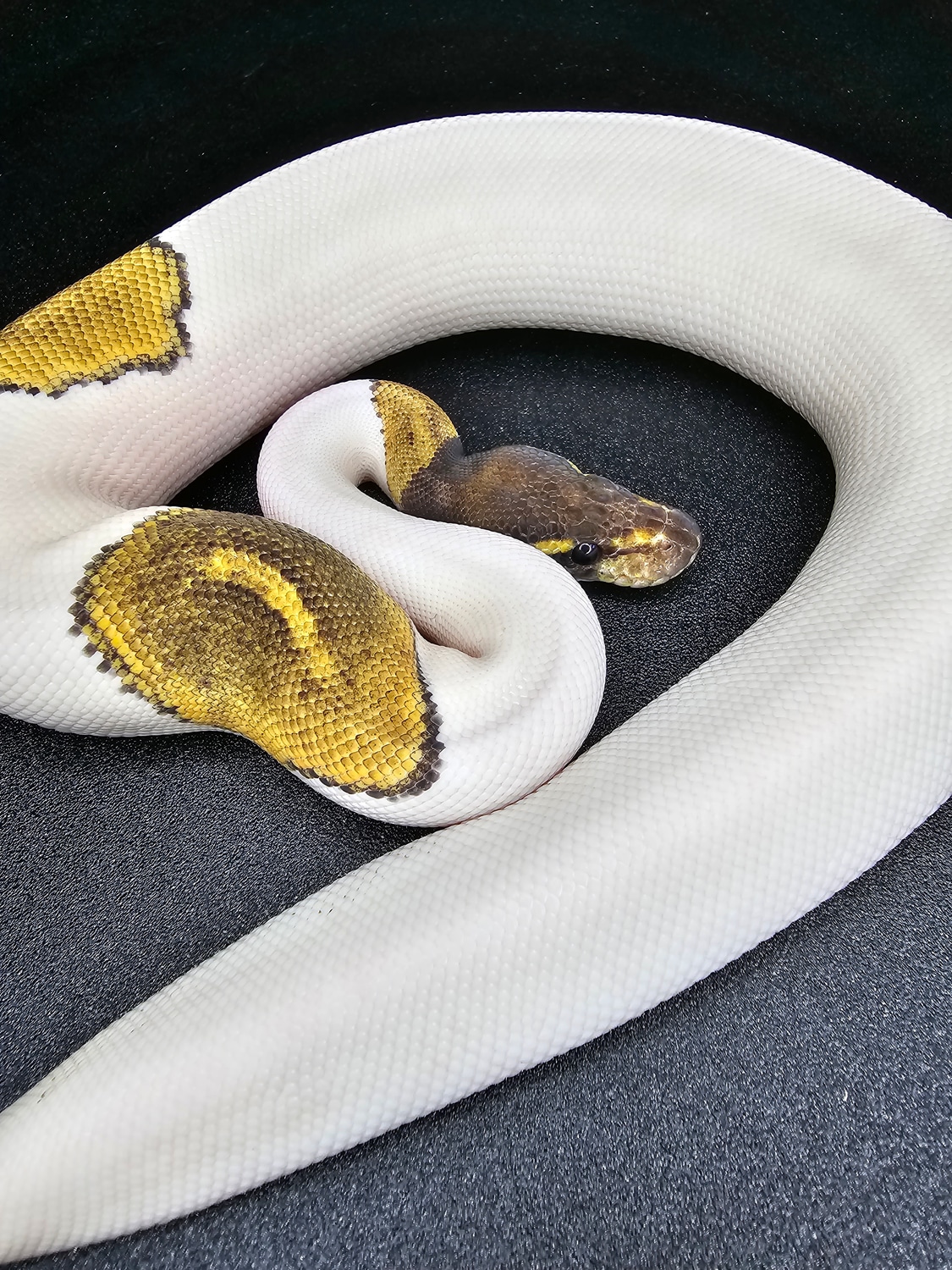 Mojave Pied 100% Lavender Albino Poss Het VPI Axanthic Ball Python by ...