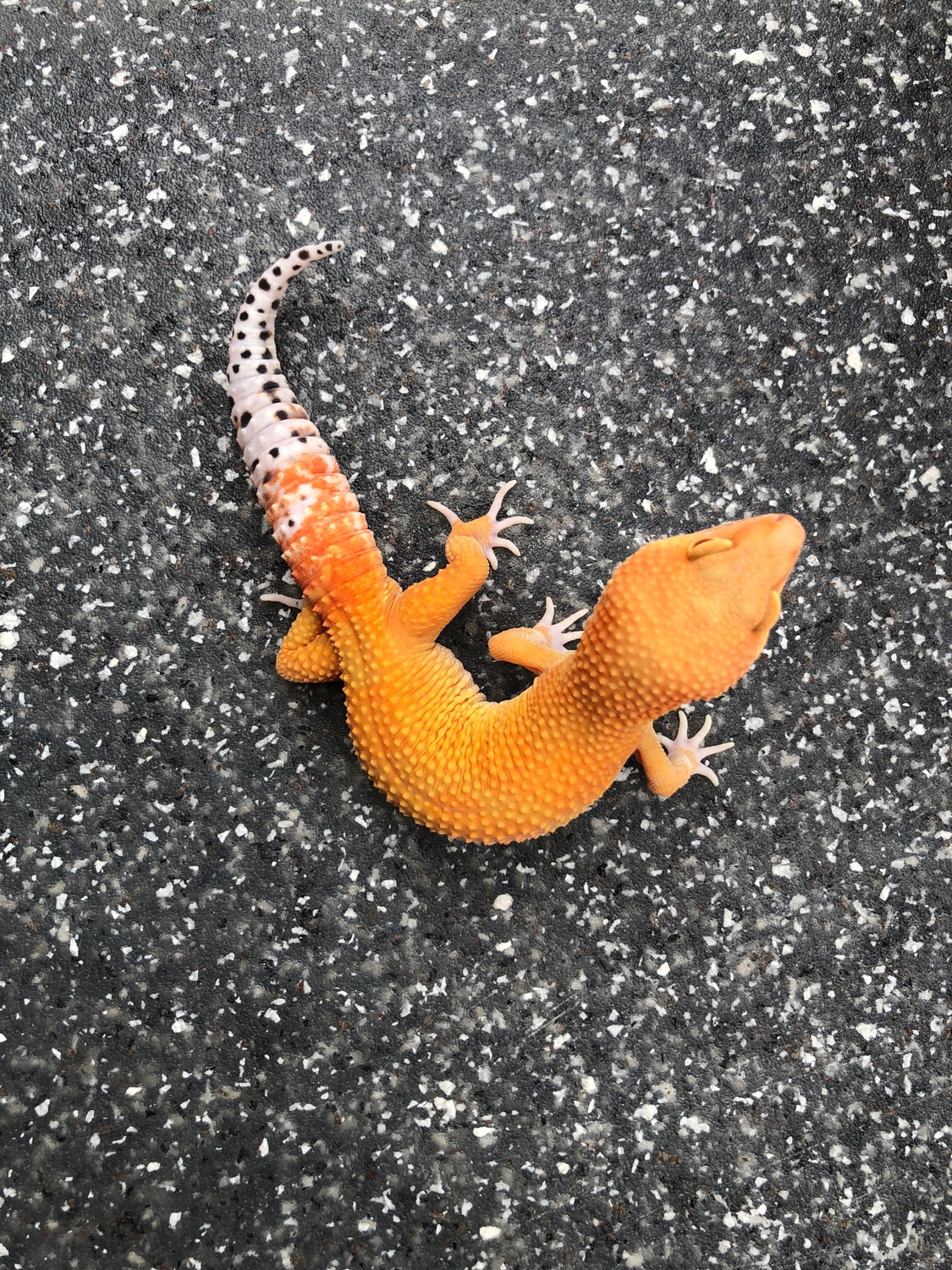 Blood Emerine Cross Poss Het Raptor Leopard Gecko by MCGecko - MorphMarket