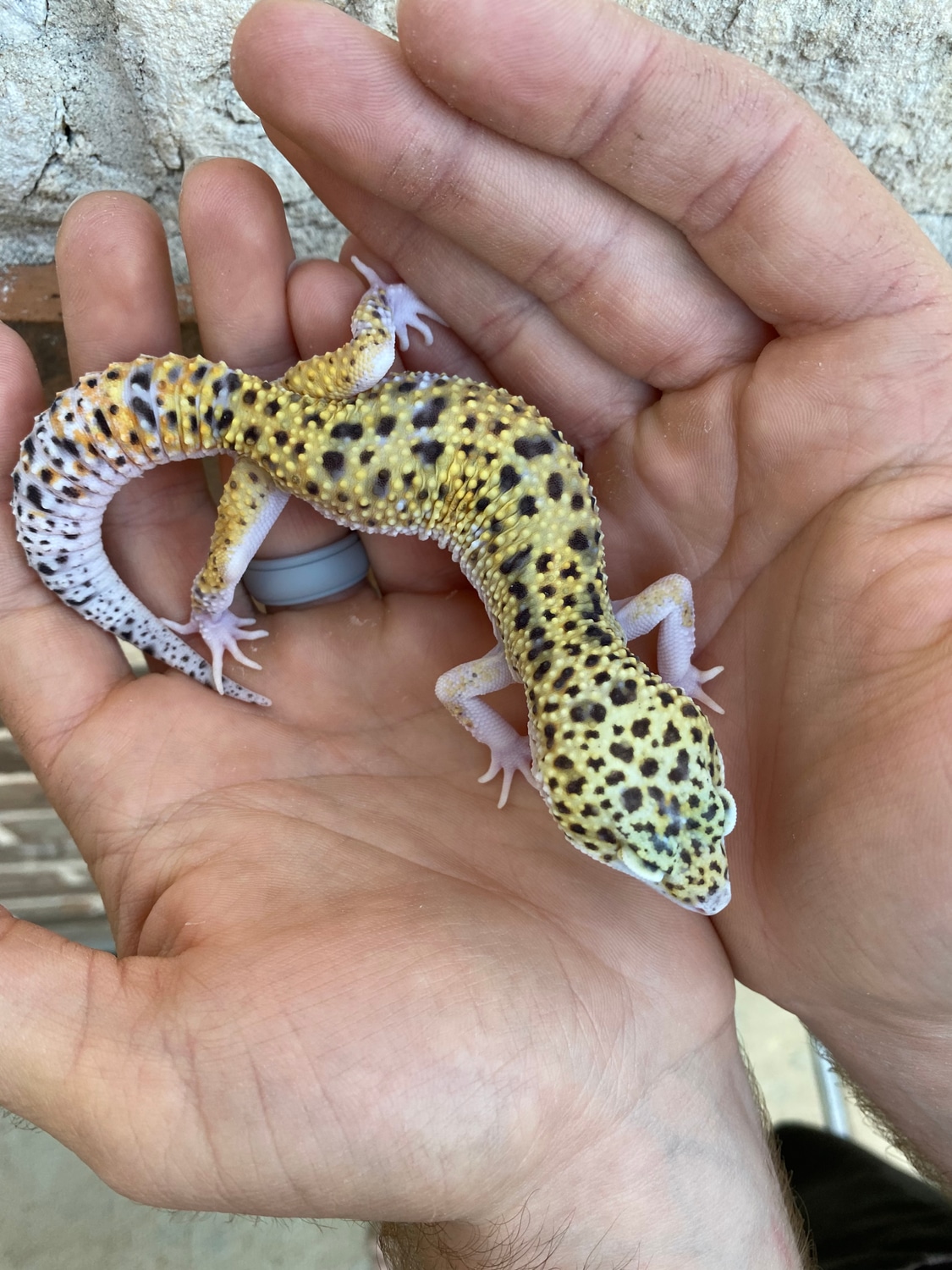 Snow Hyper Xanthic Eclipse Het Tremper Leopard Gecko by MCGecko - MorphMarket
