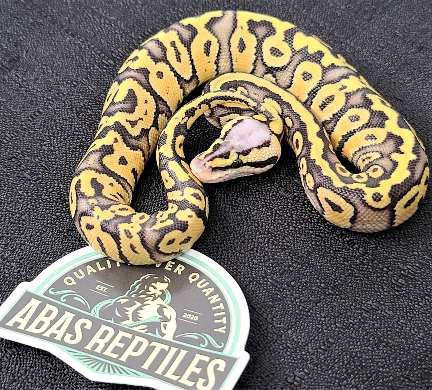 Superfly Het Clown Ball Python by Abas Reptiles - MorphMarket