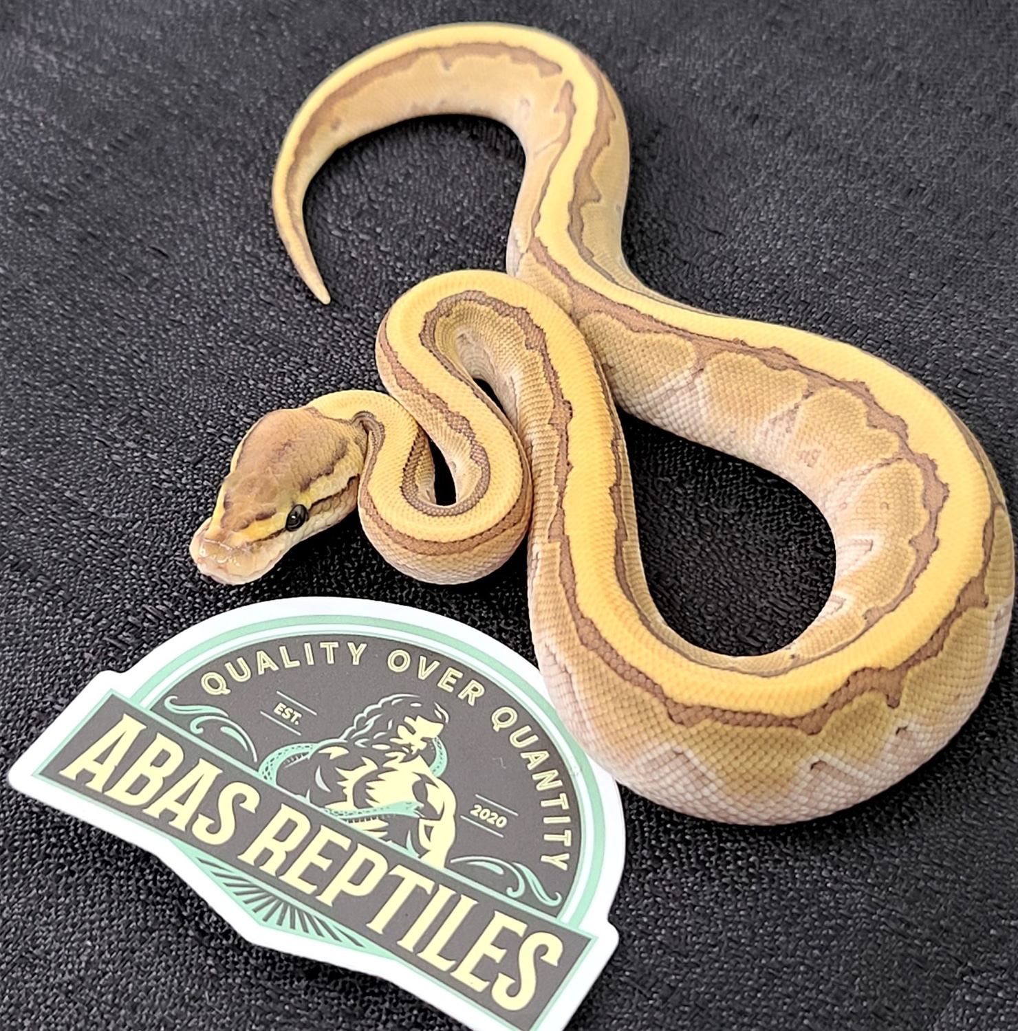 Lesser Pinstripe Ball Python by Abas Reptiles - MorphMarket