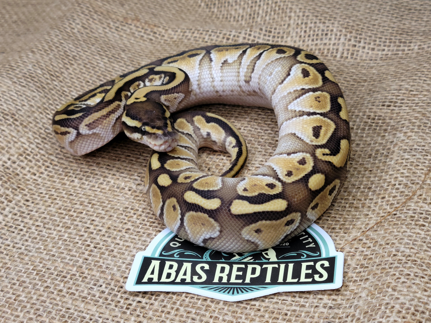 Butter 100% Het Albino Ball Python by Morphyne Exotics - MorphMarket