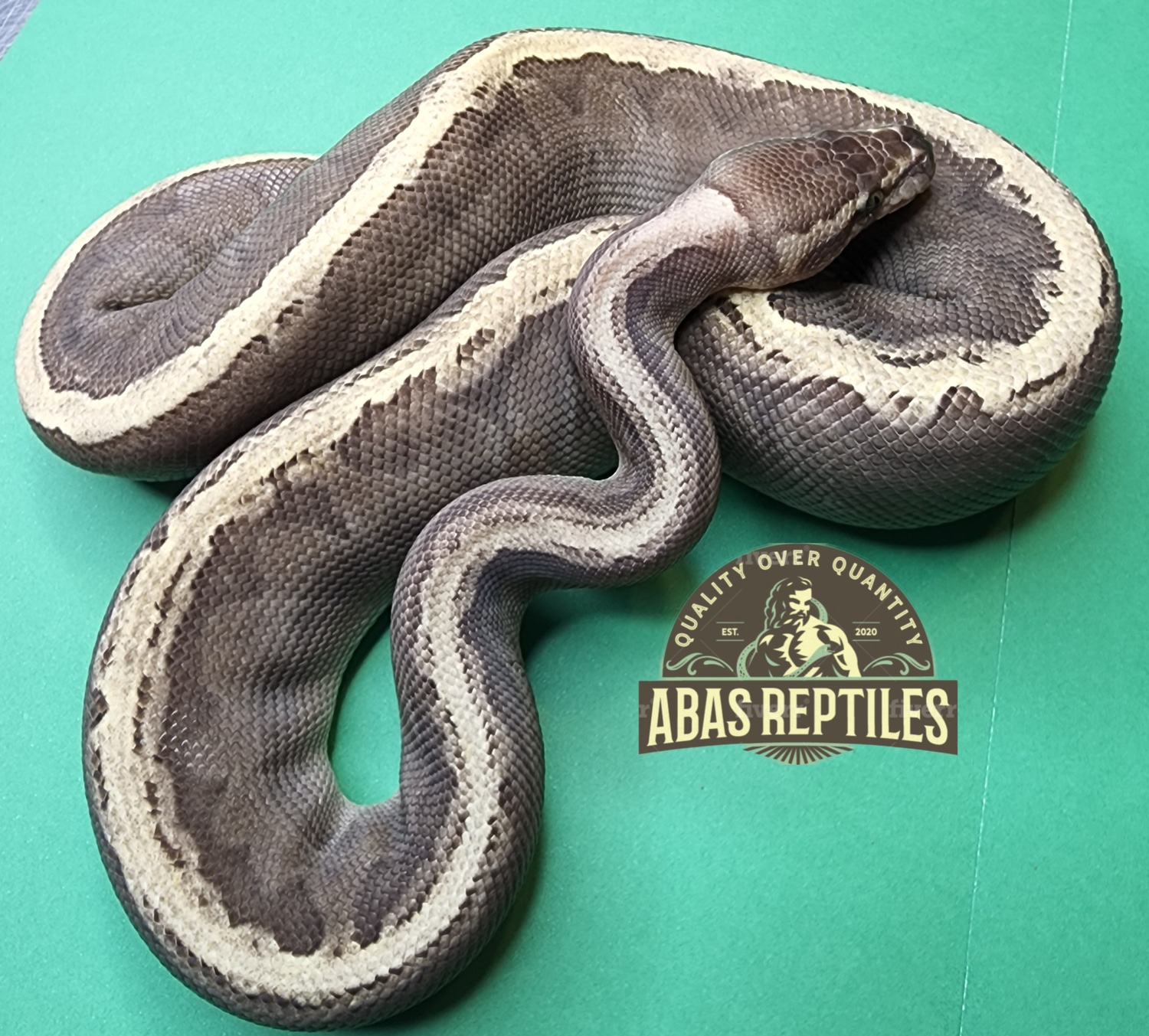 GHI Lesser Pinstripe Ball Python by Morphyne Exotics - MorphMarket