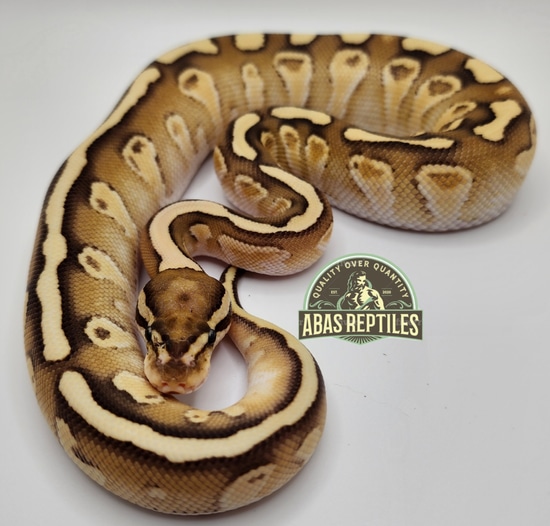 Orange Dream Butter Fire Het Clown Ball Python by Morphyne Exotics