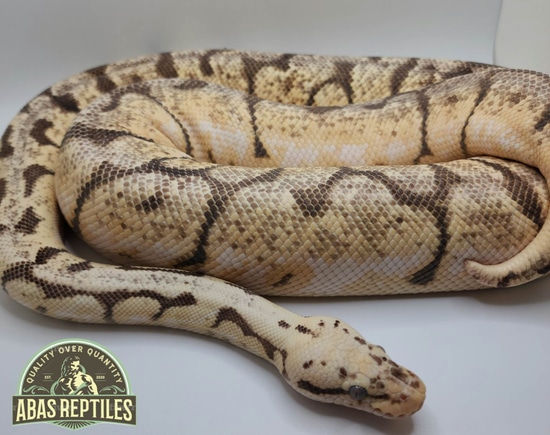 Killerbee Ball Python by Morphyne Exotics