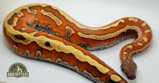 VPI Genetic Stripe Het Hypo Het T+ Albino Blood Python by Morphyne Exotics