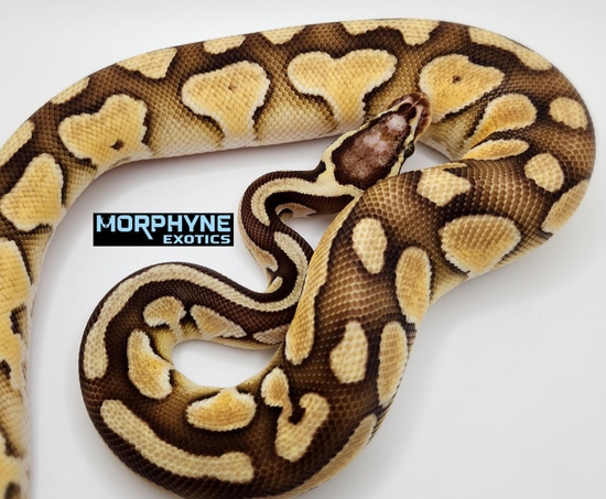 Scaleless Head Lesser Blade Ball Python by Morphyne Exotics