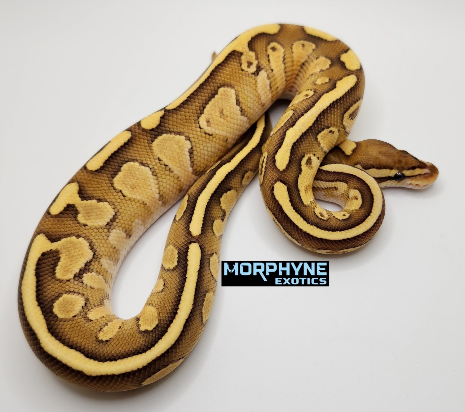 Morphyne Exotics's Collection - MorphMarket
