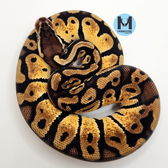 Pastel OD Het Hypo Pos Het DG Ball Python by Morphyne Exotics