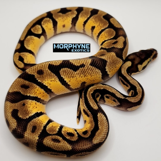 Pastel OD Het Hypo Pos Het DG Ball Python by Morphyne Exotics