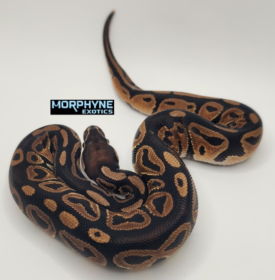 Het Red Axanthic PH G-Stripe Ball Python by Morphyne Exotics