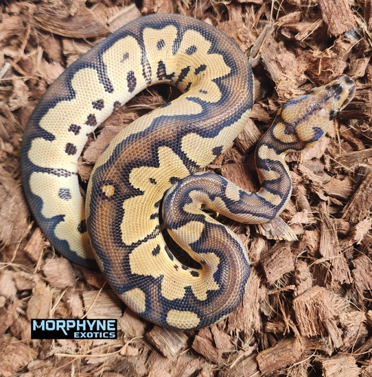 Nanny (Carnage) Clown Ball Python by Morphyne Exotics