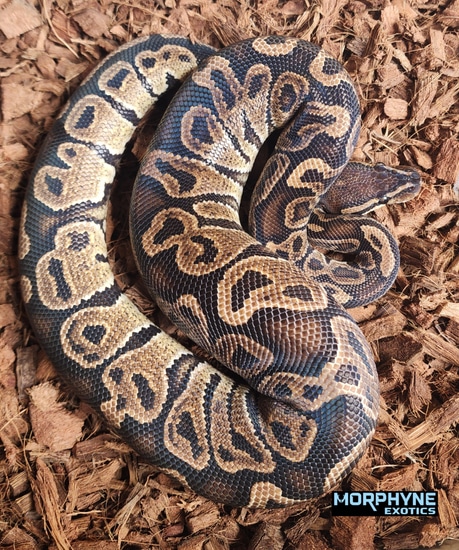 Chocolate Hurricane Het Hypo Pos Red Gene Ball Python by Morphyne Exotics