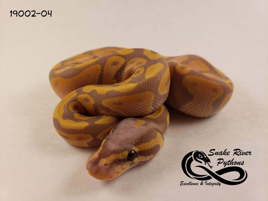Pastel Coral Glow 100% Het Pied Ball Python by Snake River Pythons