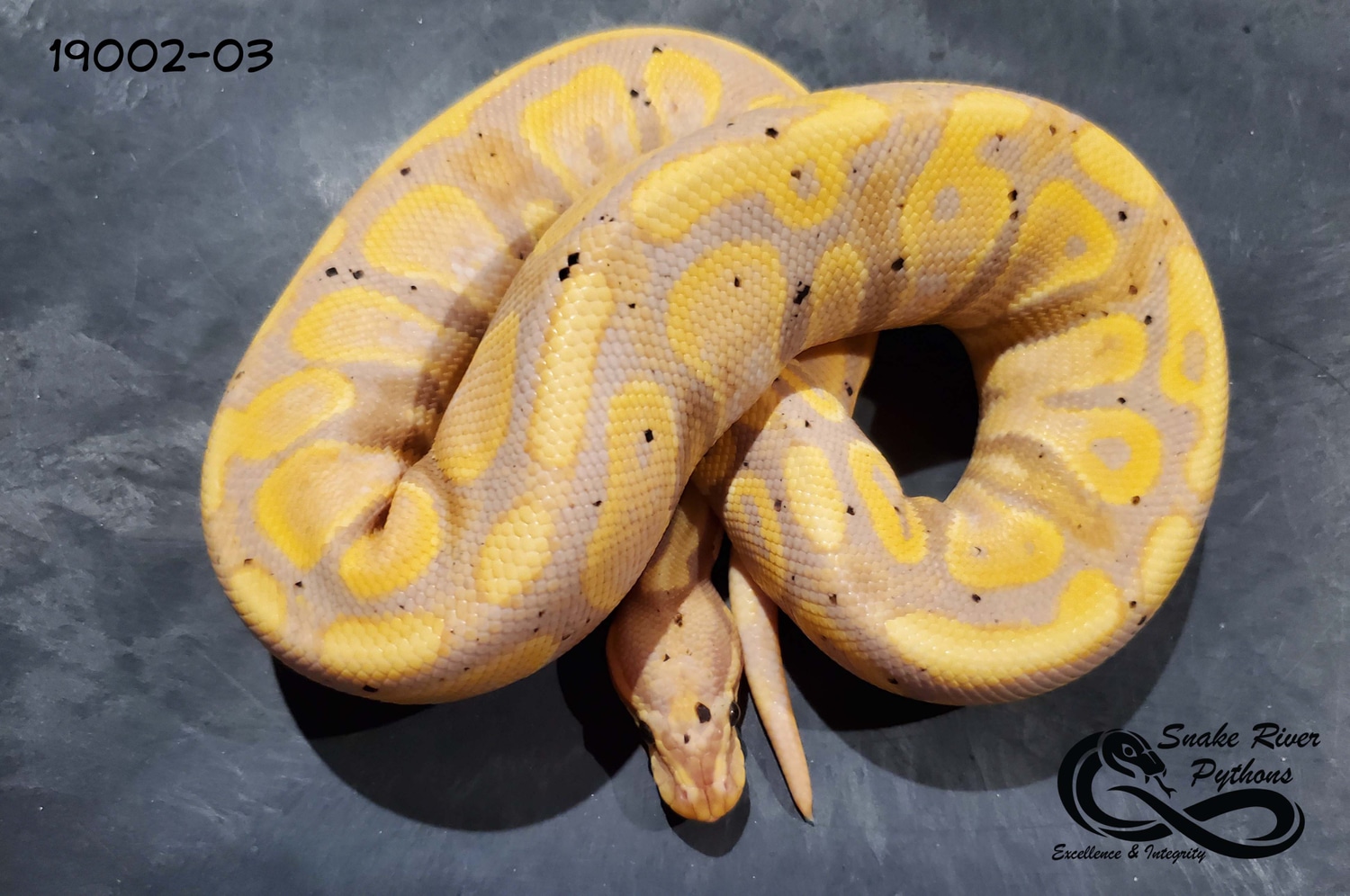 Pastel Coral Glow 100% Het Pied *Female Maker* Ball Python by Snake ...