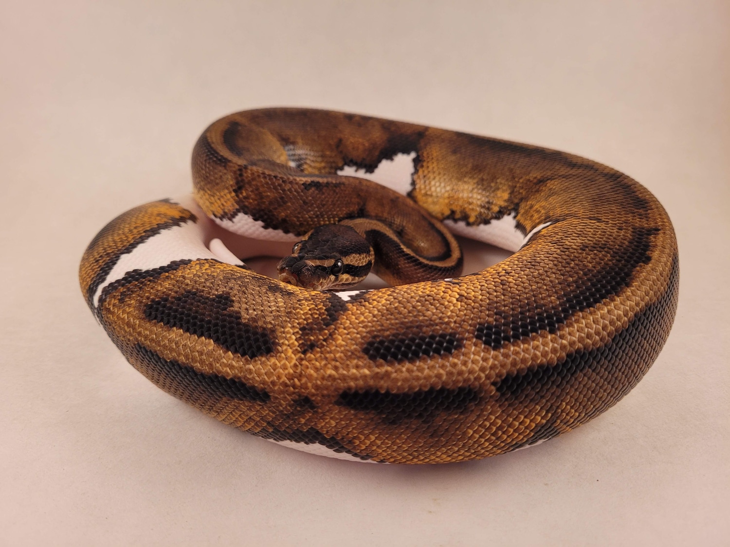 Stunning Mahogany Pied Ball Python by Snake River Pythons - MorphMarket