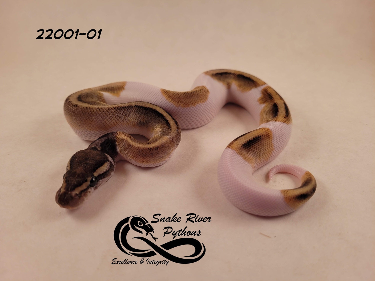 Mojave Pied +? Ball Python by Snake River Pythons - MorphMarket