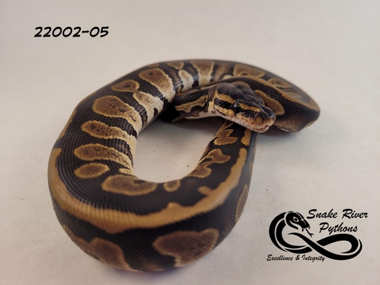 Mahogany Het. Pied Ball Python by Snake River Pythons