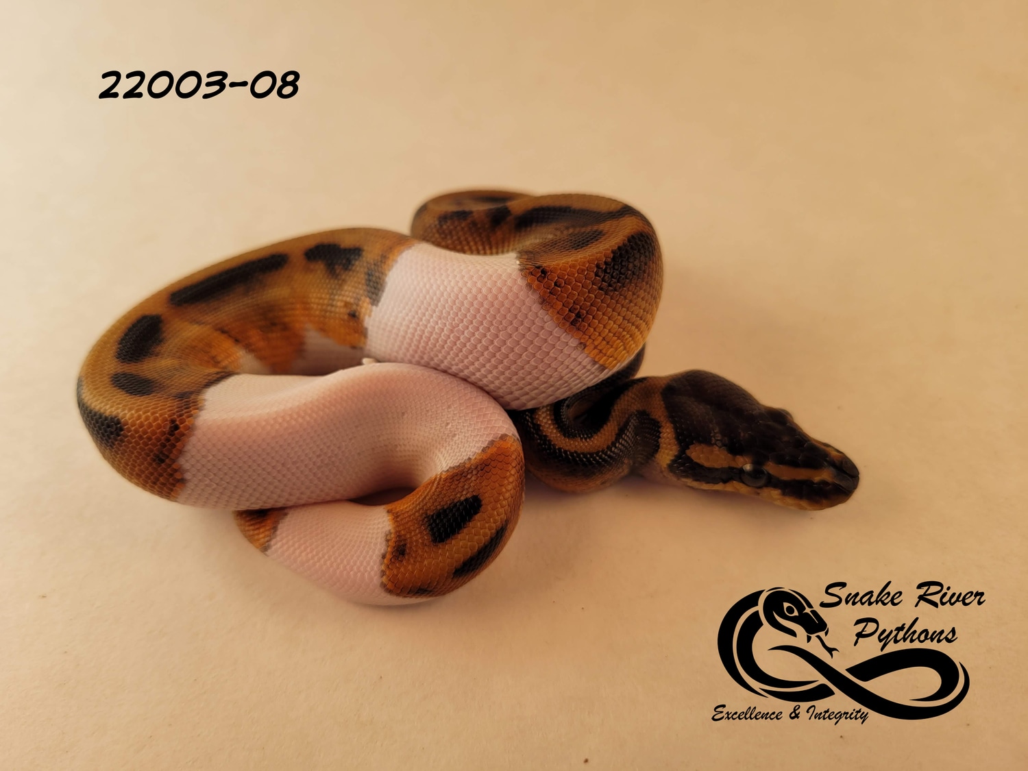 Mahogany Pied Ball Python by Snake River Pythons - MorphMarket