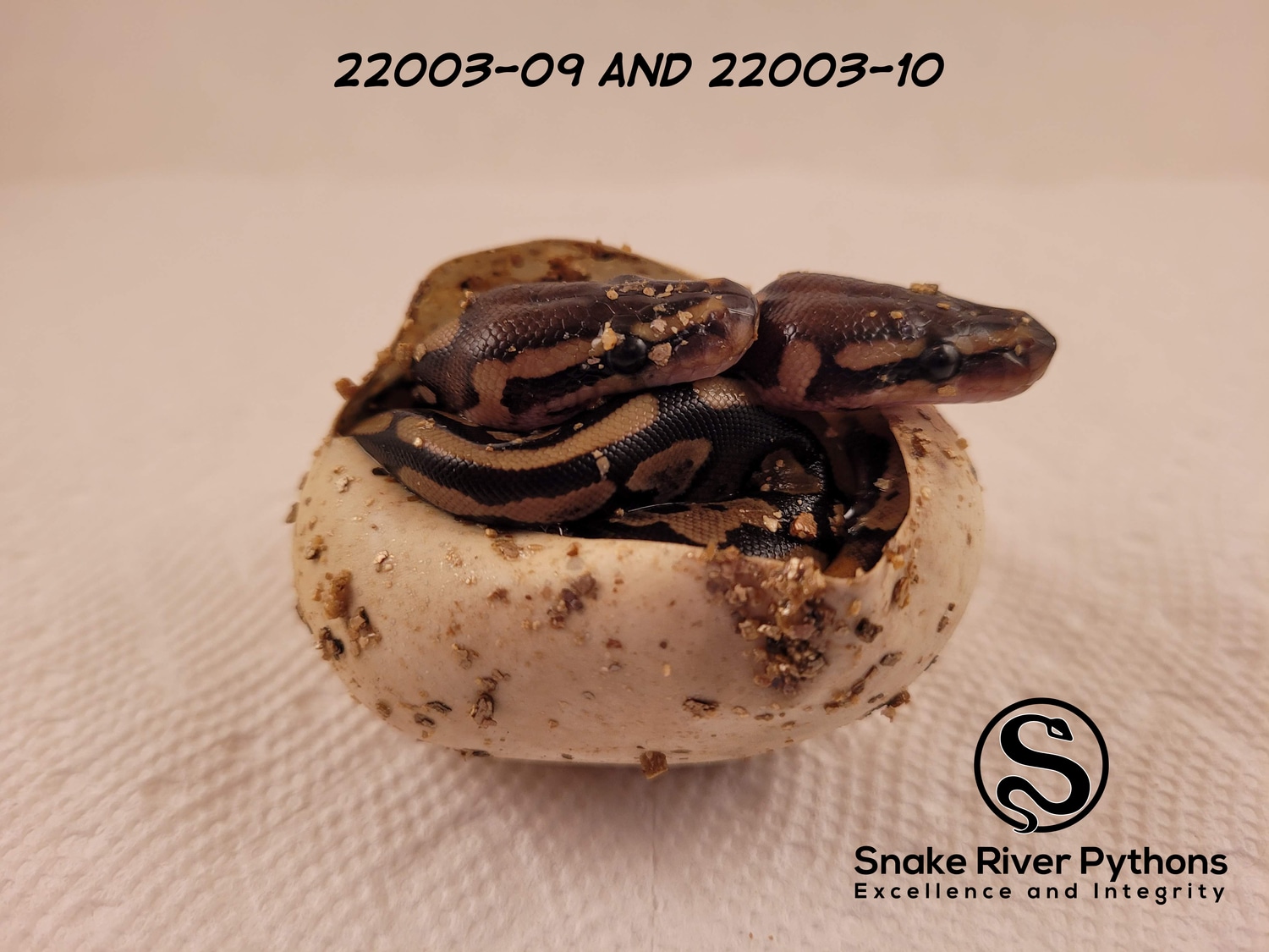 Mahogany Het. Pied (Twin!) Ball Python by Snake River Pythons - MorphMarket