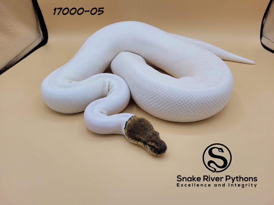 Pinto Pied Female (Proven) Ball Python by Snake River Pythons
