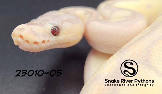 Super Banana Clown Ball Python by Snake River Pythons
