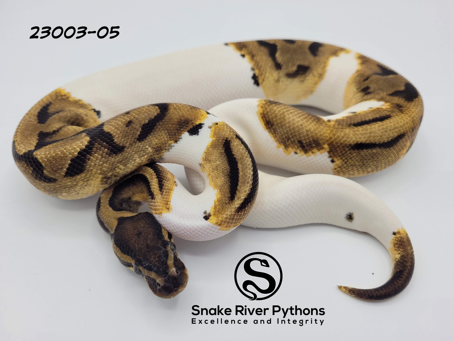 Snake River Pythons