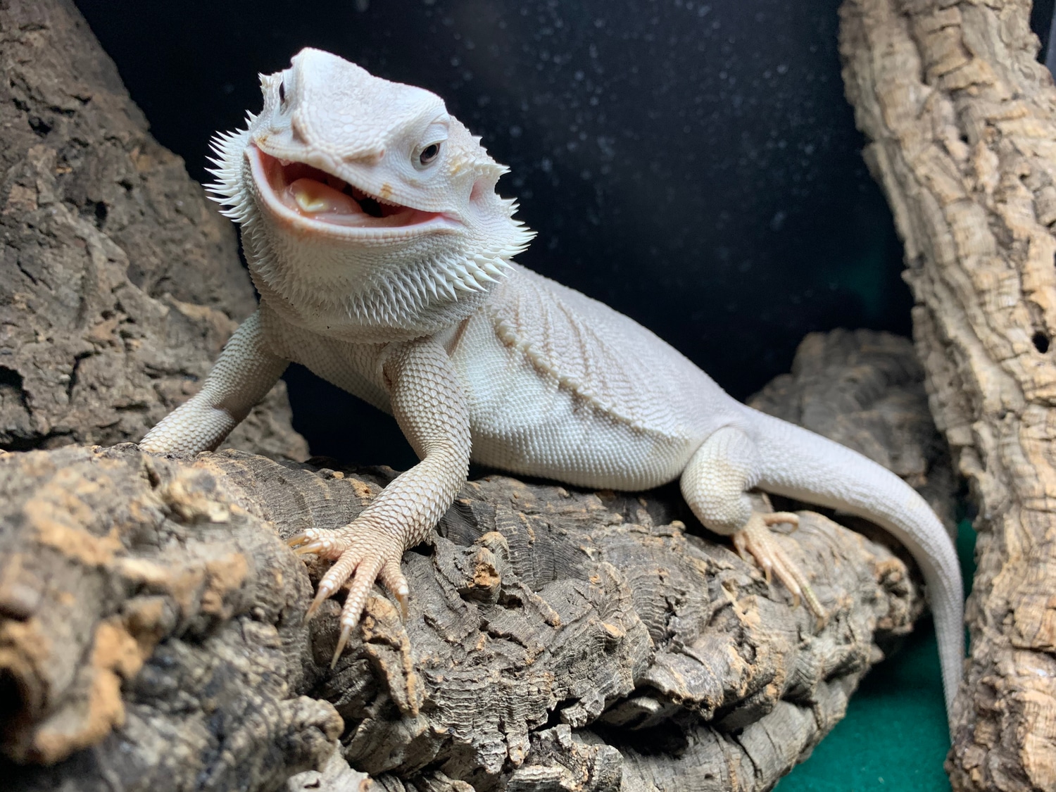 Wero (Witblits + Zero) - Hypo 66% Poss. Het Trans Central Bearded ...