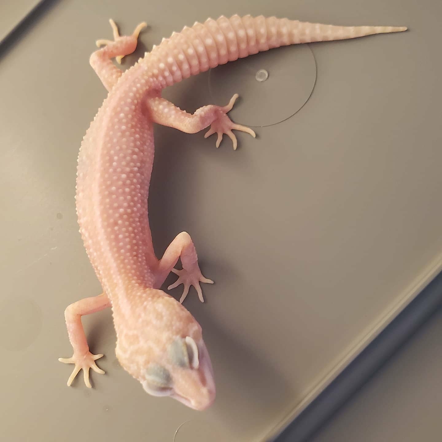 Super Mack Snow Raptor Leopard Gecko by MCJ.Reptiles - MorphMarket