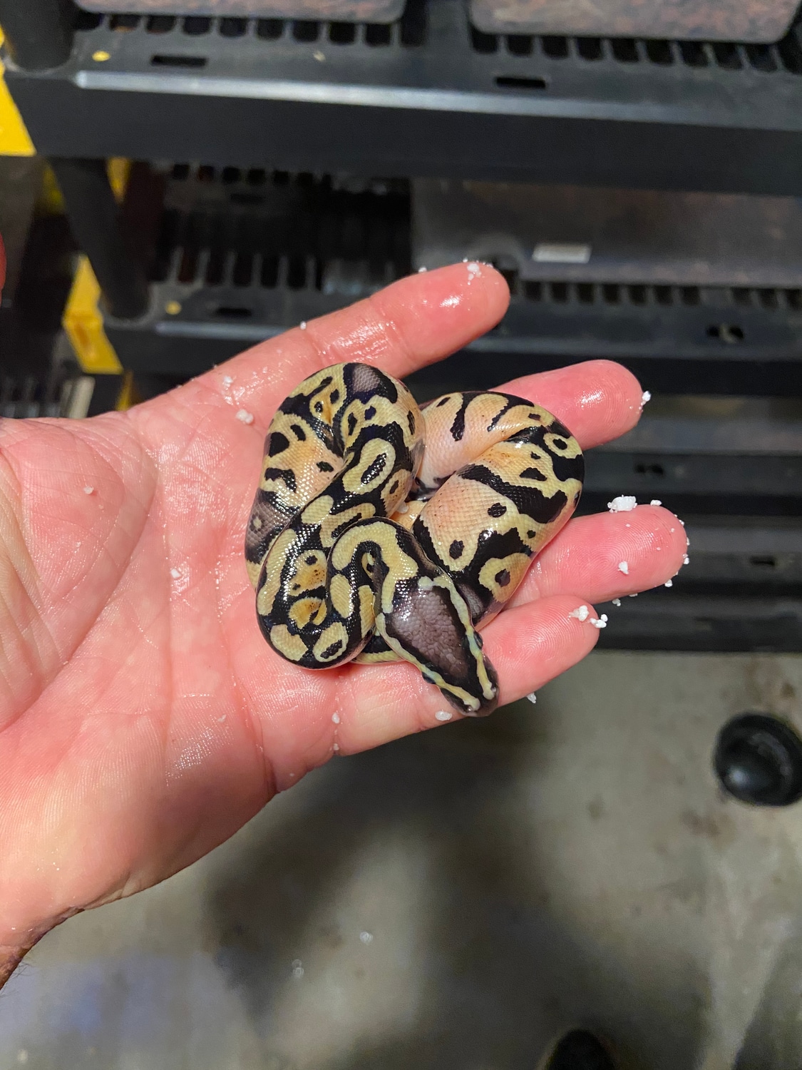 Pastel Het Piebald Ball Python by Alfa Exotics - MorphMarket