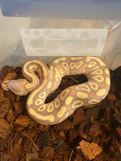 Banana Het Clown Ball Python by Alfa Exotics
