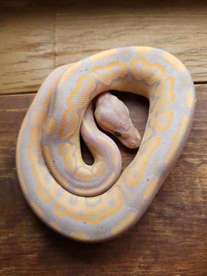Banana Cinnamon Ball Python by McJennett Morphology