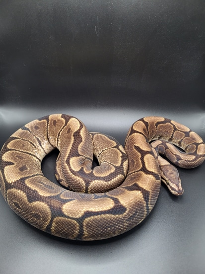GHI Spider Het Axanthic (VPI) Ball Python by McJennett Morphology