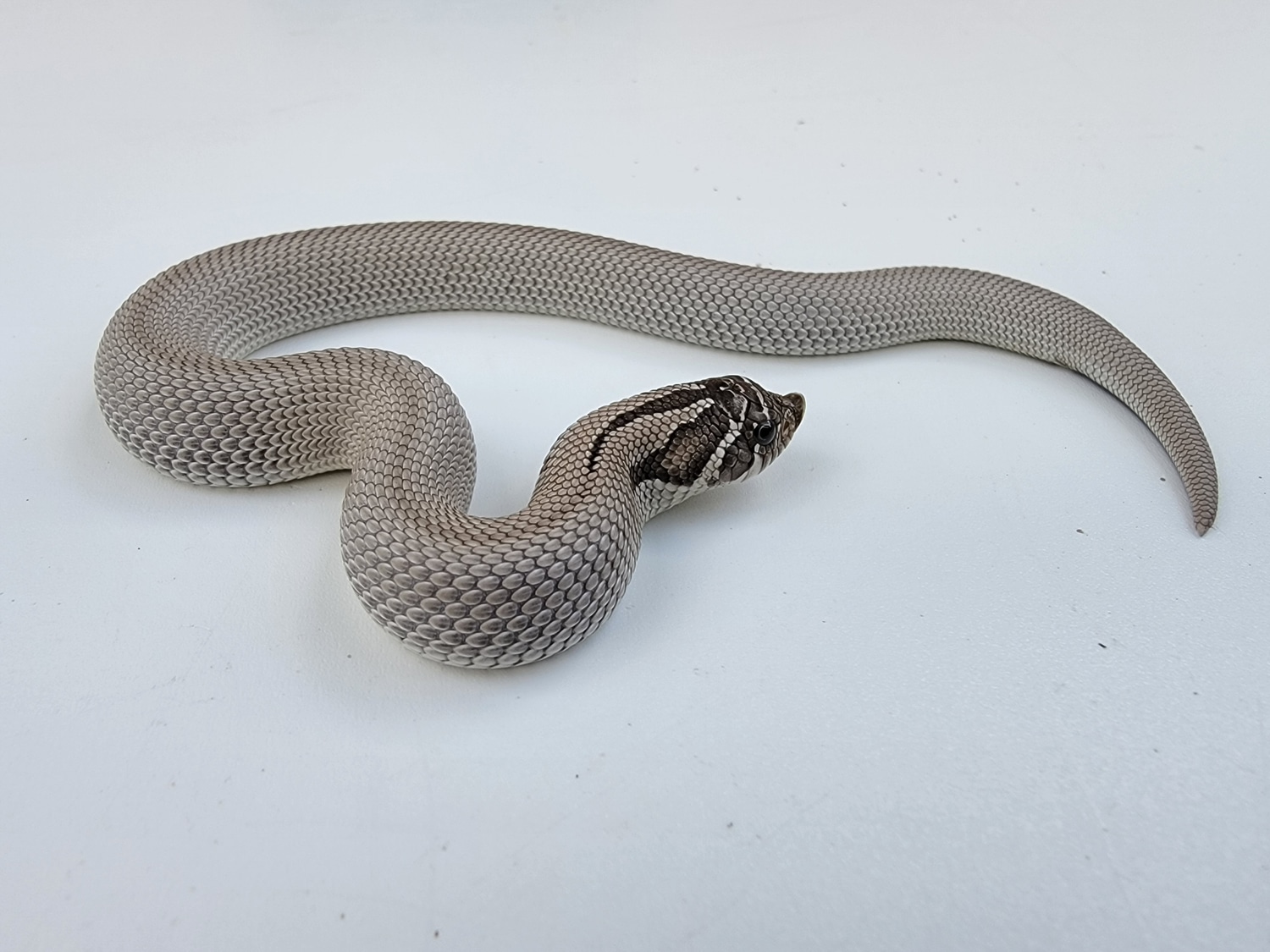 Axanthic Superconda Het Albino (Het Super Yeti) Western Hognose by ...